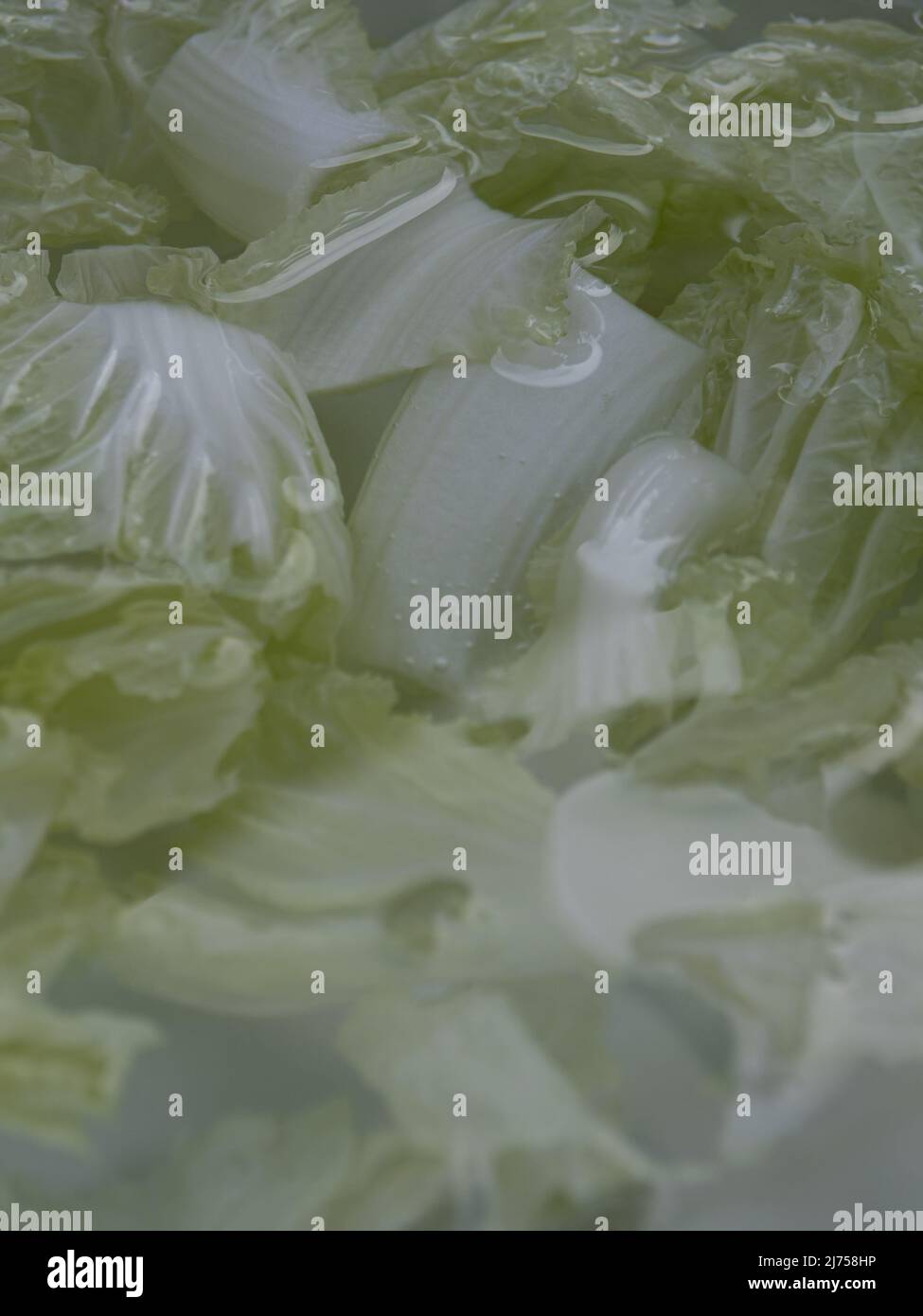 Cut into pieces White cabbage soaked in water Stock Photo - Alamy