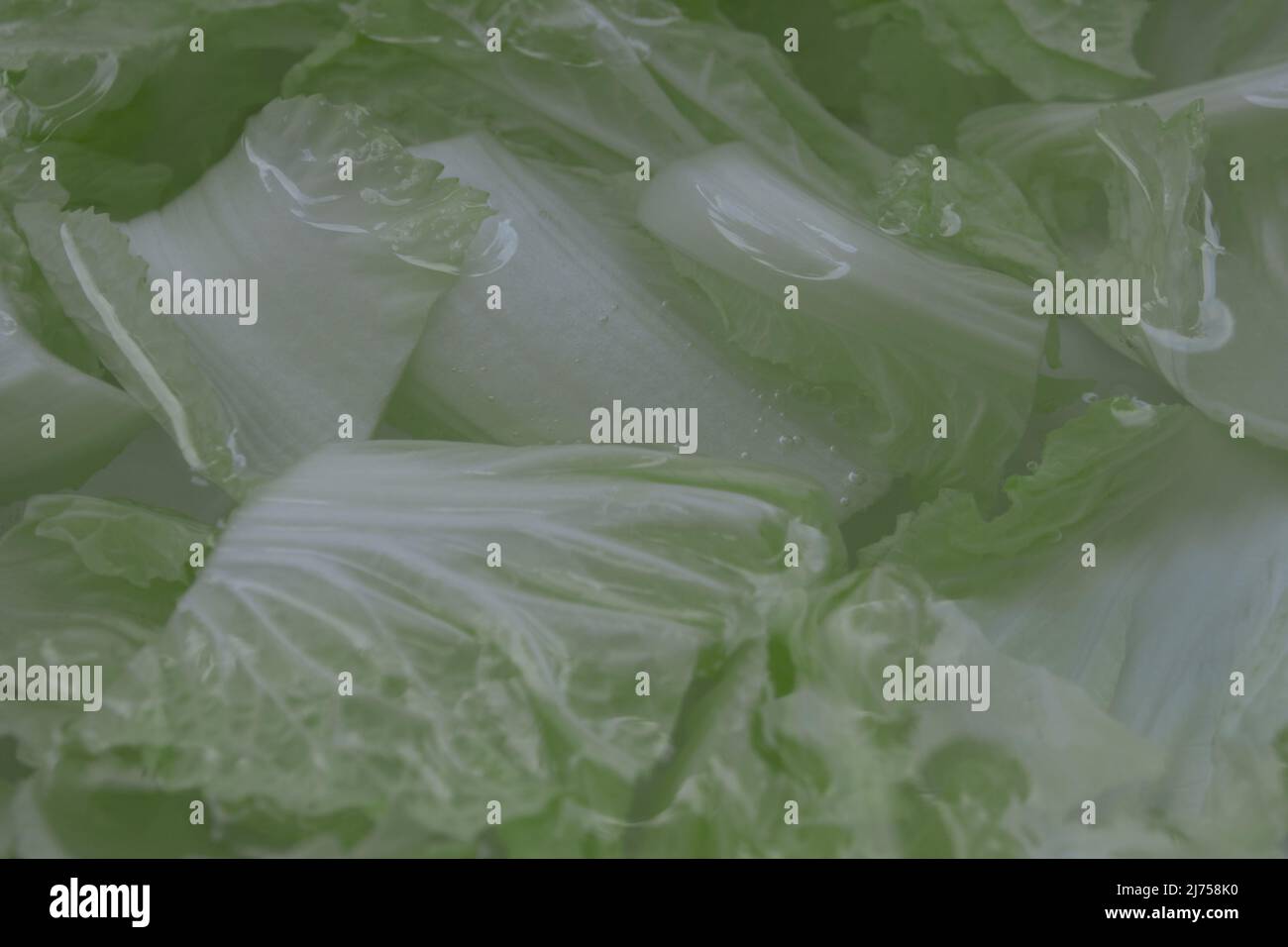 Cut into pieces White cabbage soaked in water Stock Photo - Alamy
