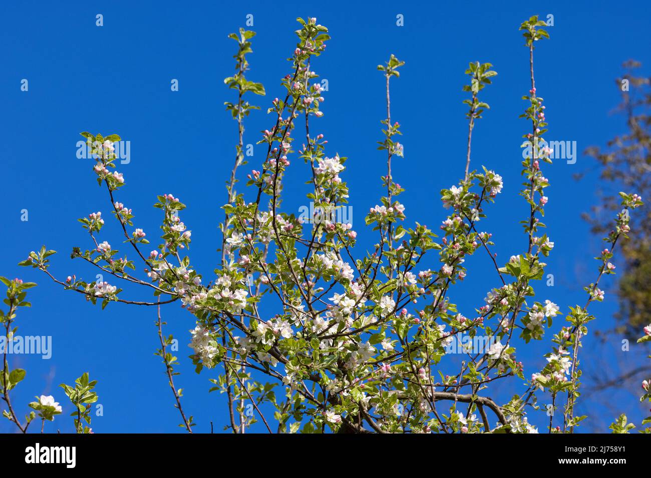 Apple tree in blossom in spring Stock Photo - Alamy