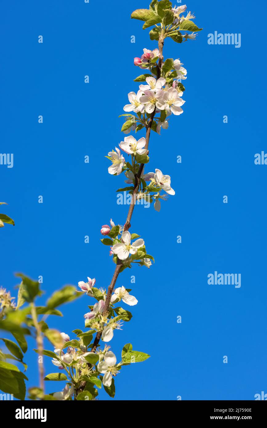 Apple tree in blossom in spring Stock Photo - Alamy