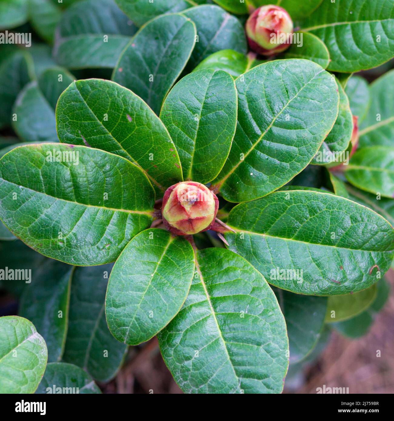 An evergreen plant with large hard leaves and a blooming bud Stock ...