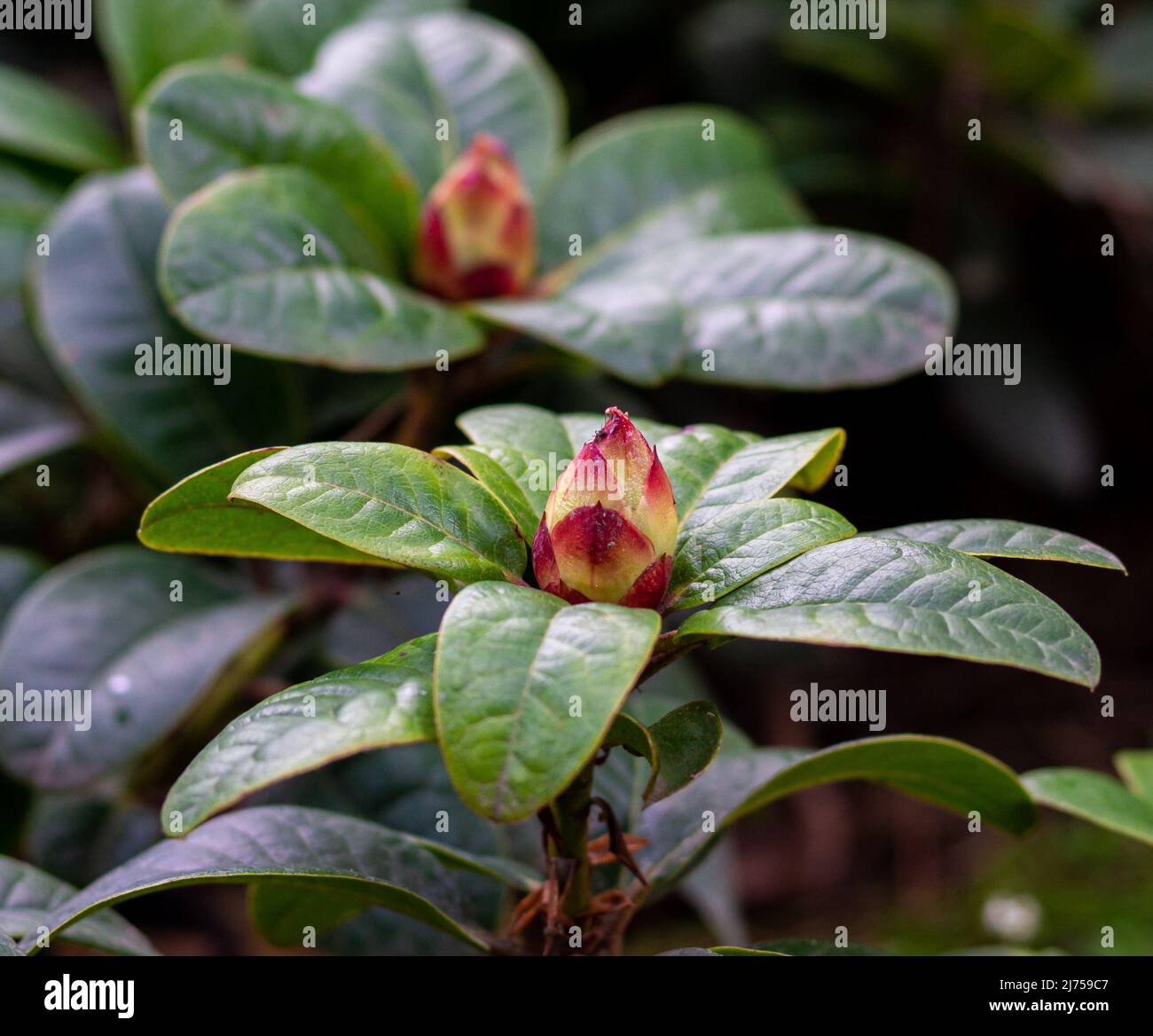 An evergreen plant with large hard leaves and a blooming bud Stock ...
