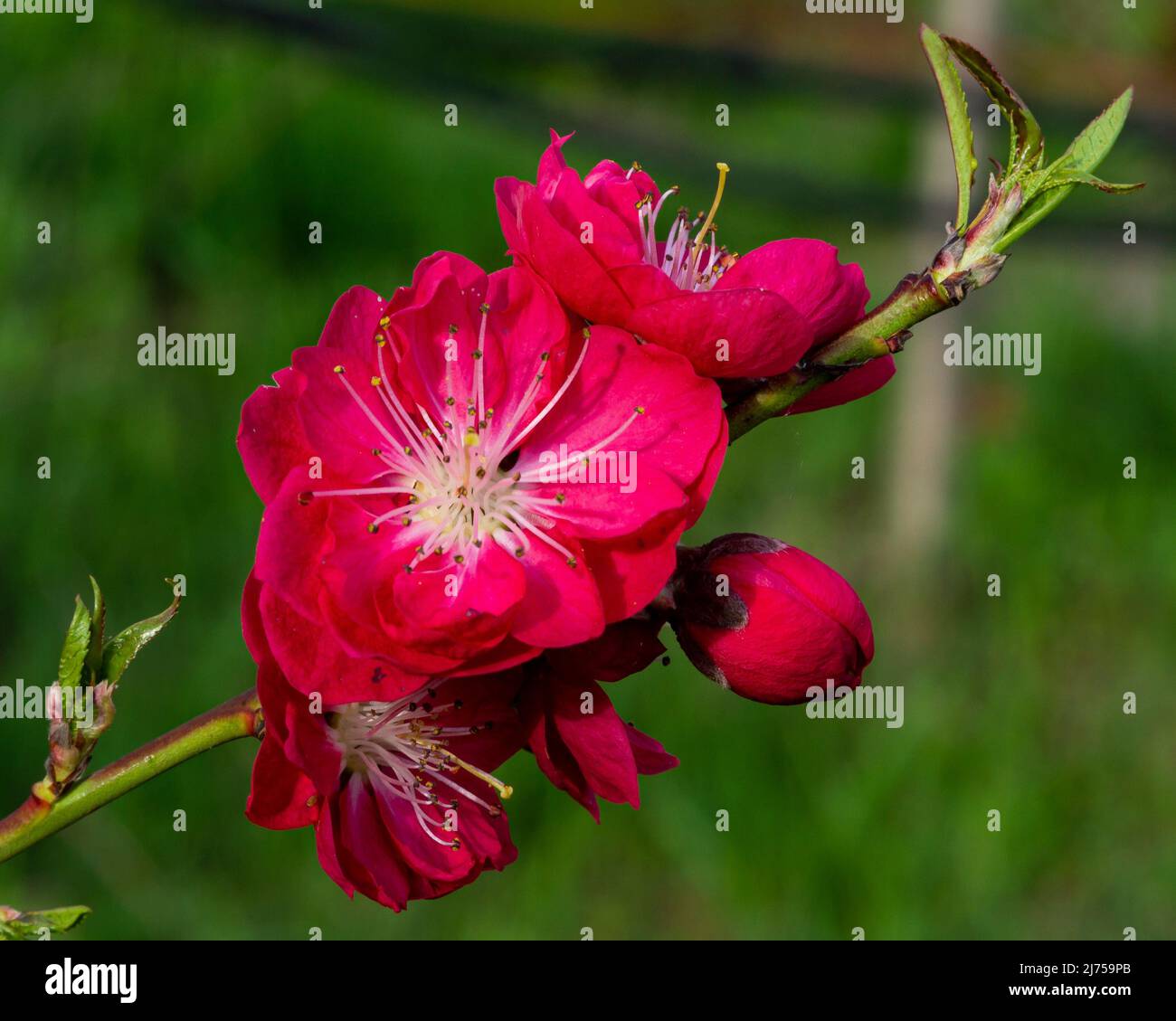 Large delicate saturated beautiful pink sakura flowers Stock Photo - Alamy