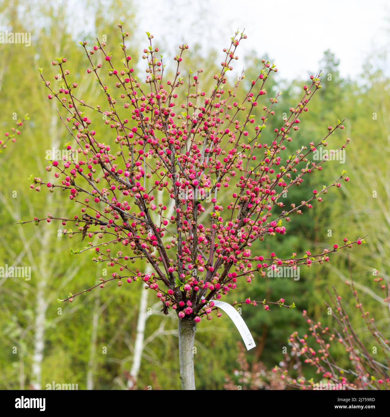 Blossoming clear sakura tree with a tag in a plant nursery Stock Photo ...