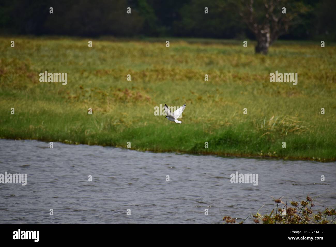 Necher photos hi-res stock photography and images - Alamy