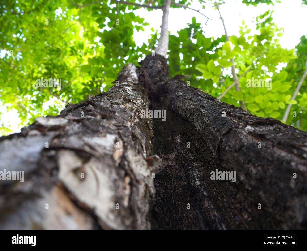 Cracks, notches, and abrasions on the surface of large trees In the ...