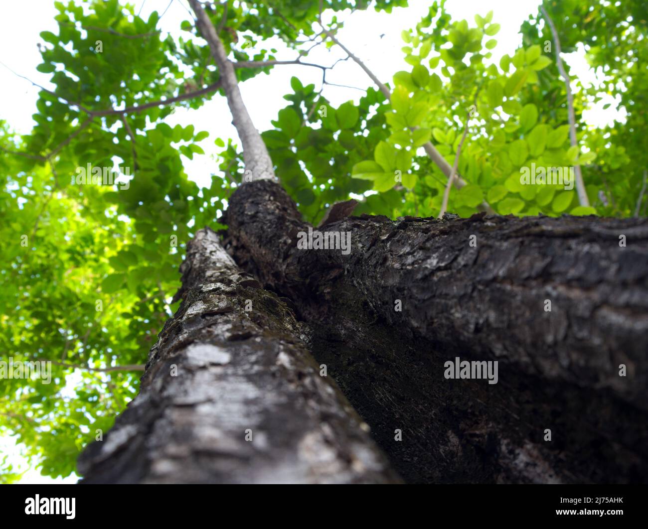 Cracks, notches, and abrasions on the surface of large trees In the ...