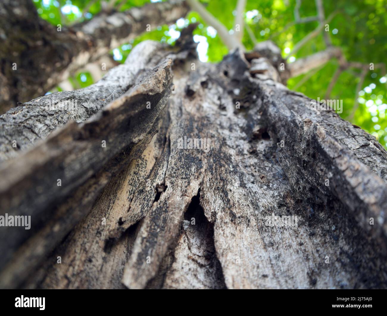 Cracks, notches, and abrasions on the surface of large trees In the ...