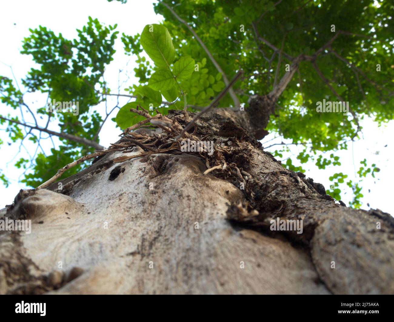 Cracks, notches, and abrasions on the surface of large trees In the ...