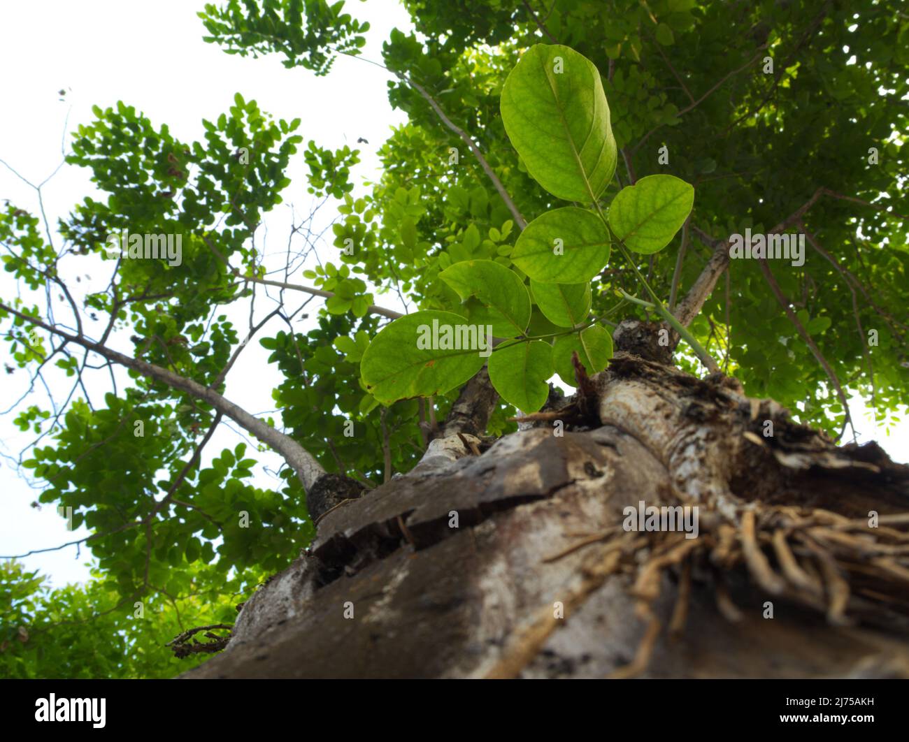 Cracks, notches, and abrasions on the surface of large trees In the ...