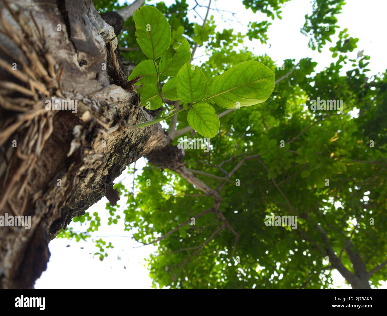 Cracks, notches, and abrasions on the surface of large trees In the ...