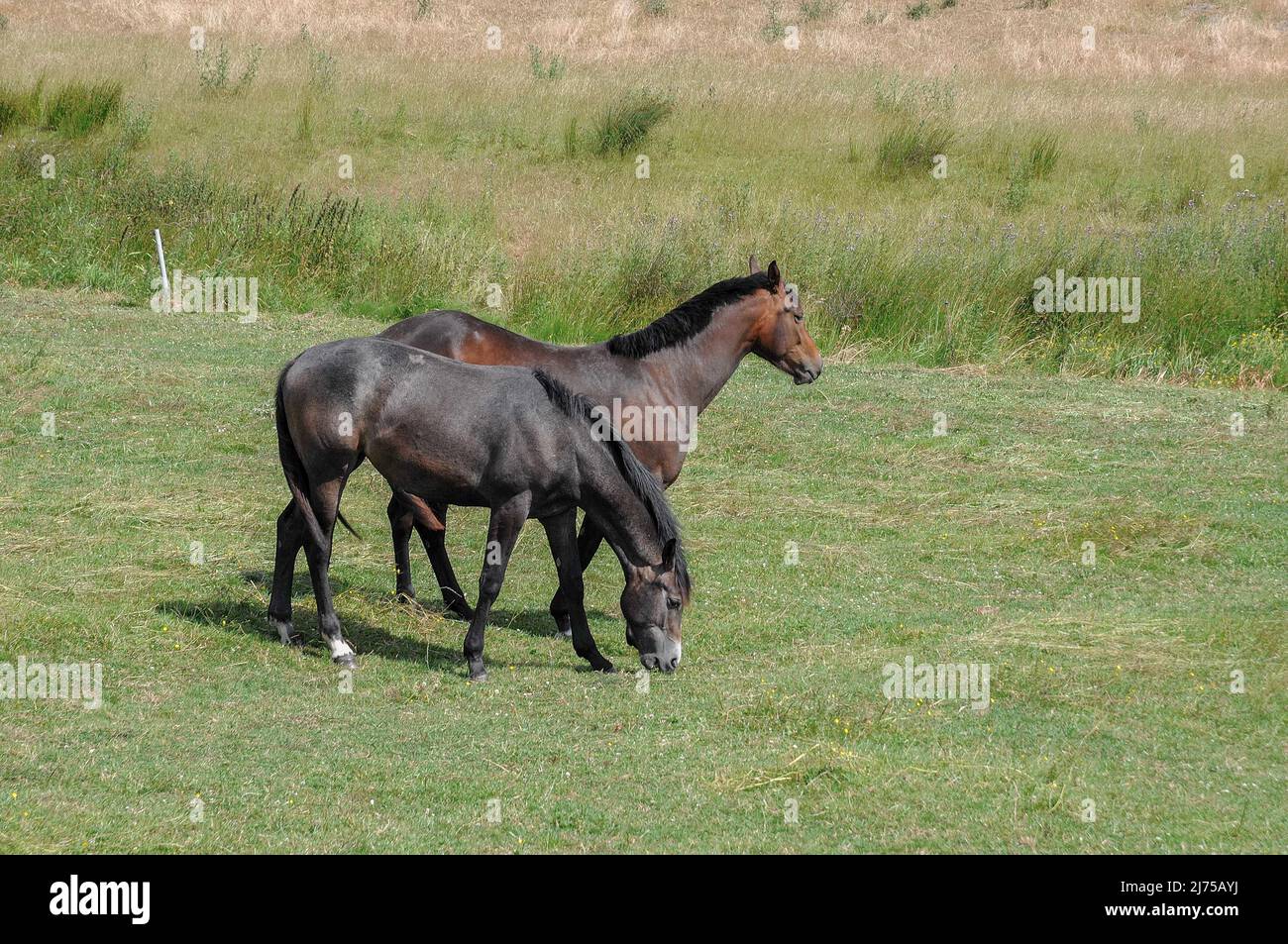 Weener and the river ems in germany Stock Photo - Alamy