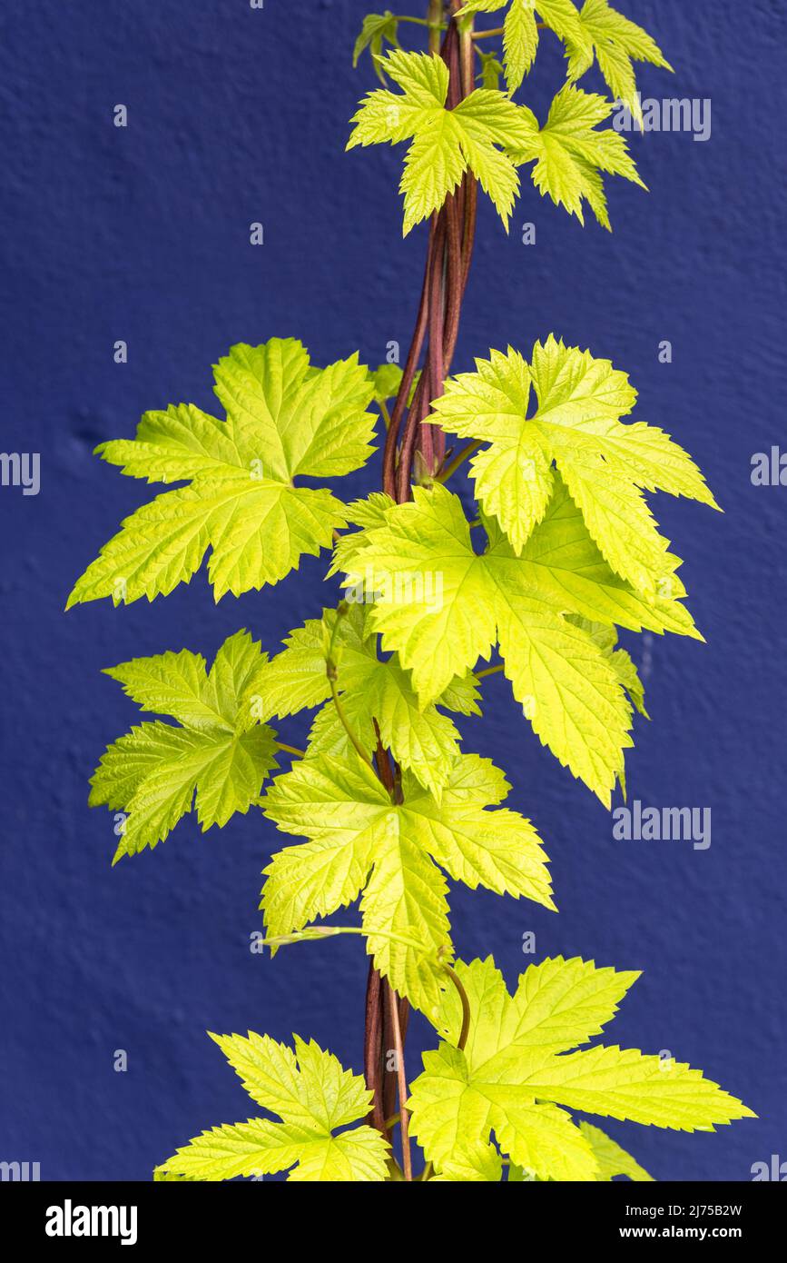 Humulus lupulus 'Aureus' golden hop on a blue background Stock Photo ...
