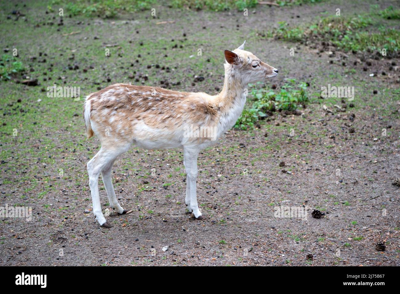 fallow deer cute. wild animal outdoor. full length Stock Photo - Alamy