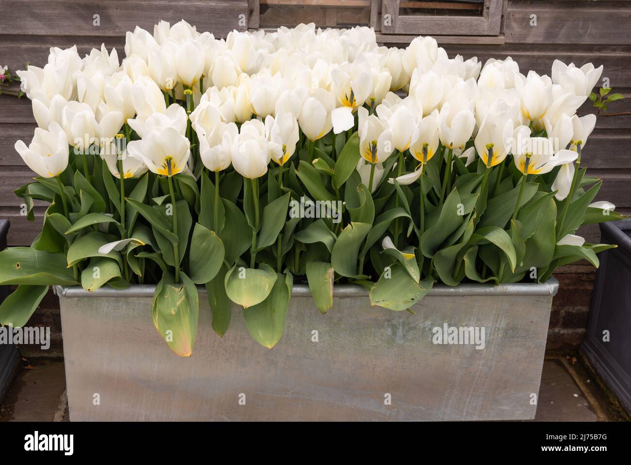 White tulip, Tulipa 'Purissima' Stock Photo - Alamy