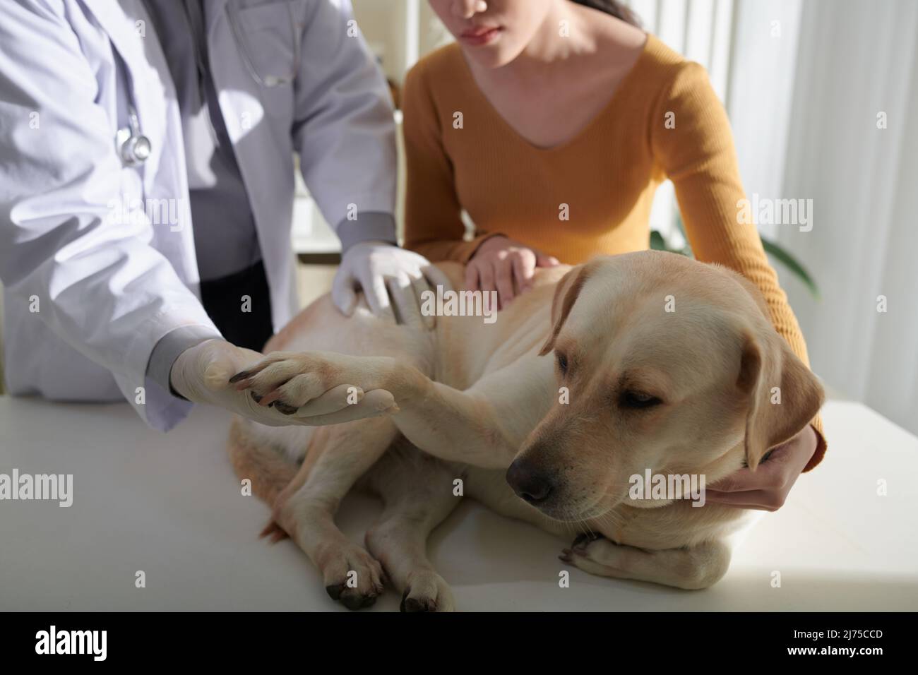 Young woman with labrador retriever dog visiting veterinarian for ...