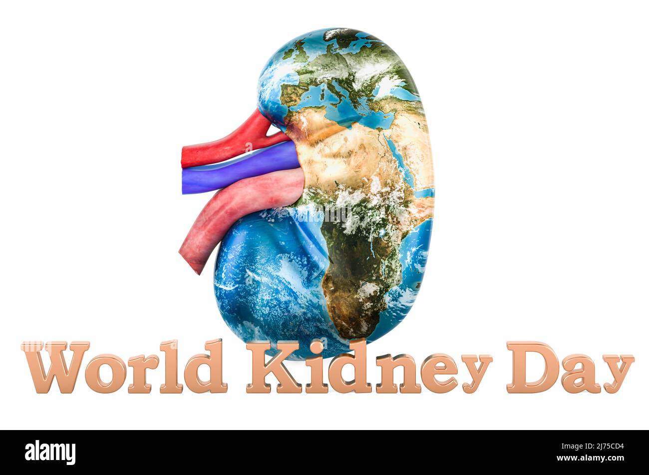 Human kidney with Earth map texture, World Kidney Day concept. 3D ...