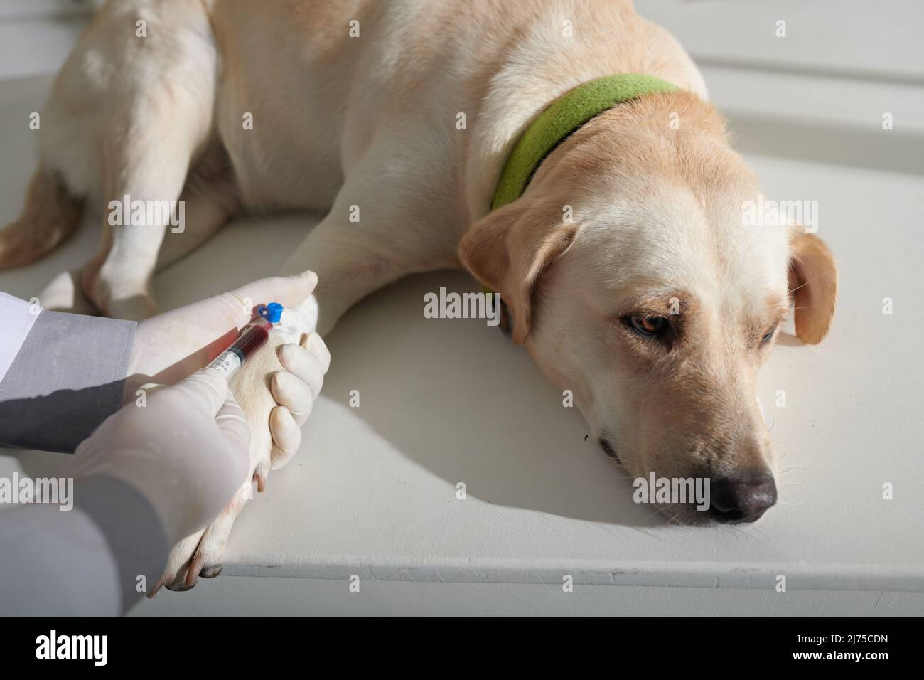 Taking blood by catheter hi-res stock photography and images - Alamy