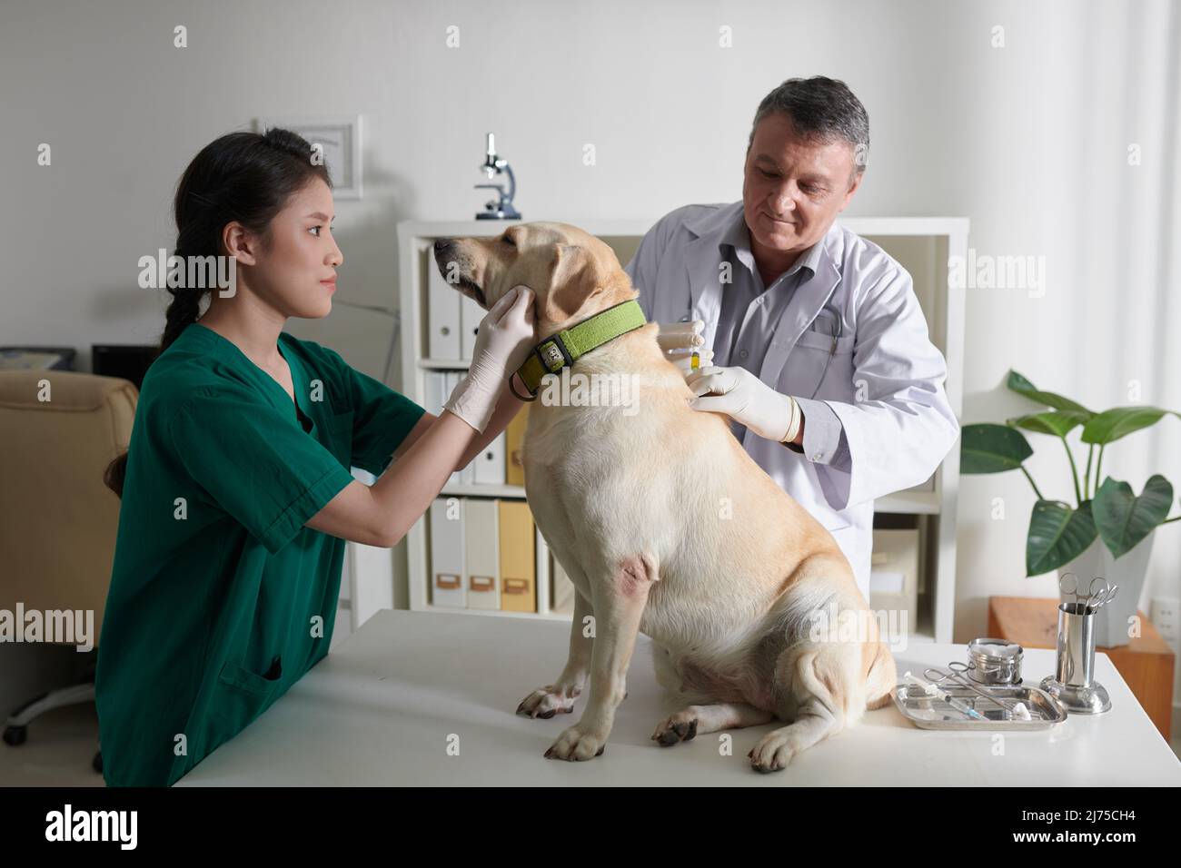 Nurse holding head of dog when veterinarian injecting medicine behind ...