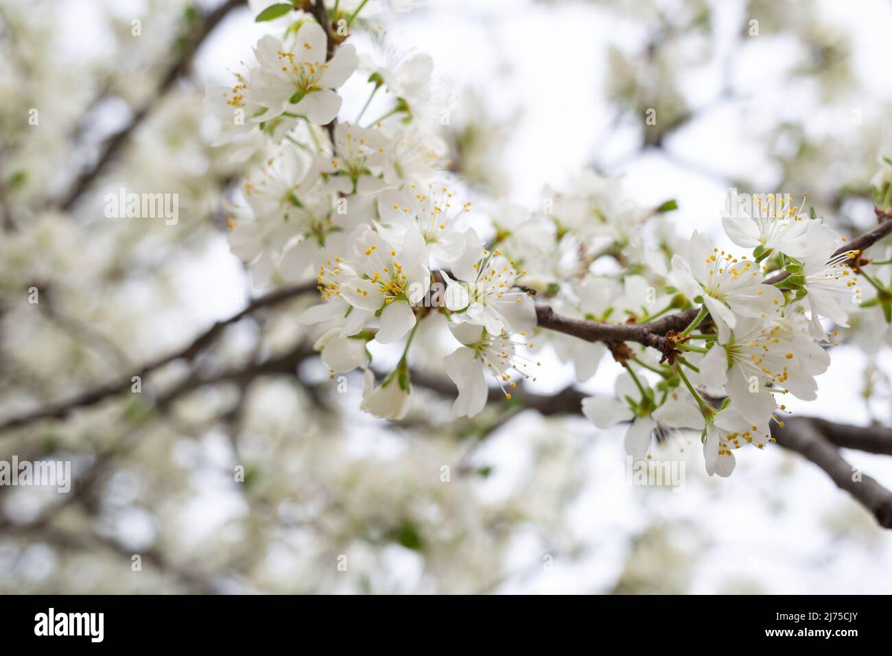 white delicate spring flowers on a large tree Stock Photo - Alamy