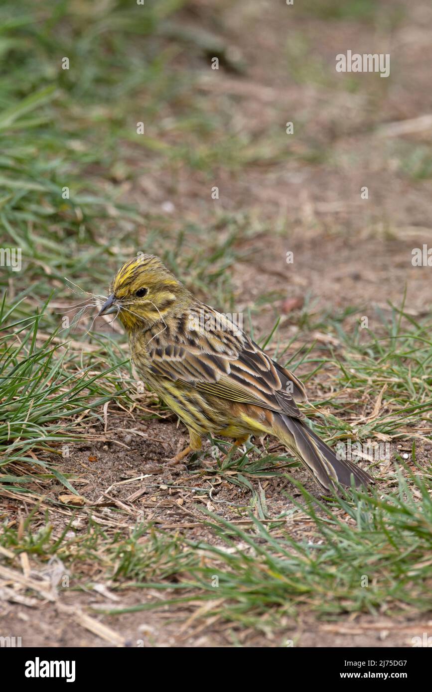 Maidscross hi-res stock photography and images - Alamy