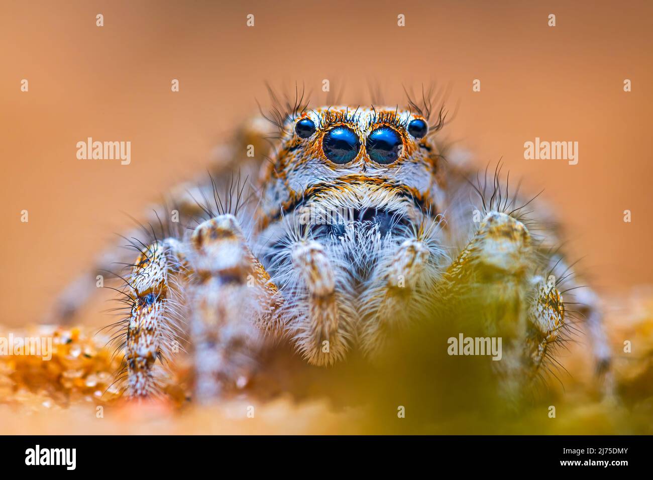 Jumping funny fear hi-res stock photography and images - Alamy