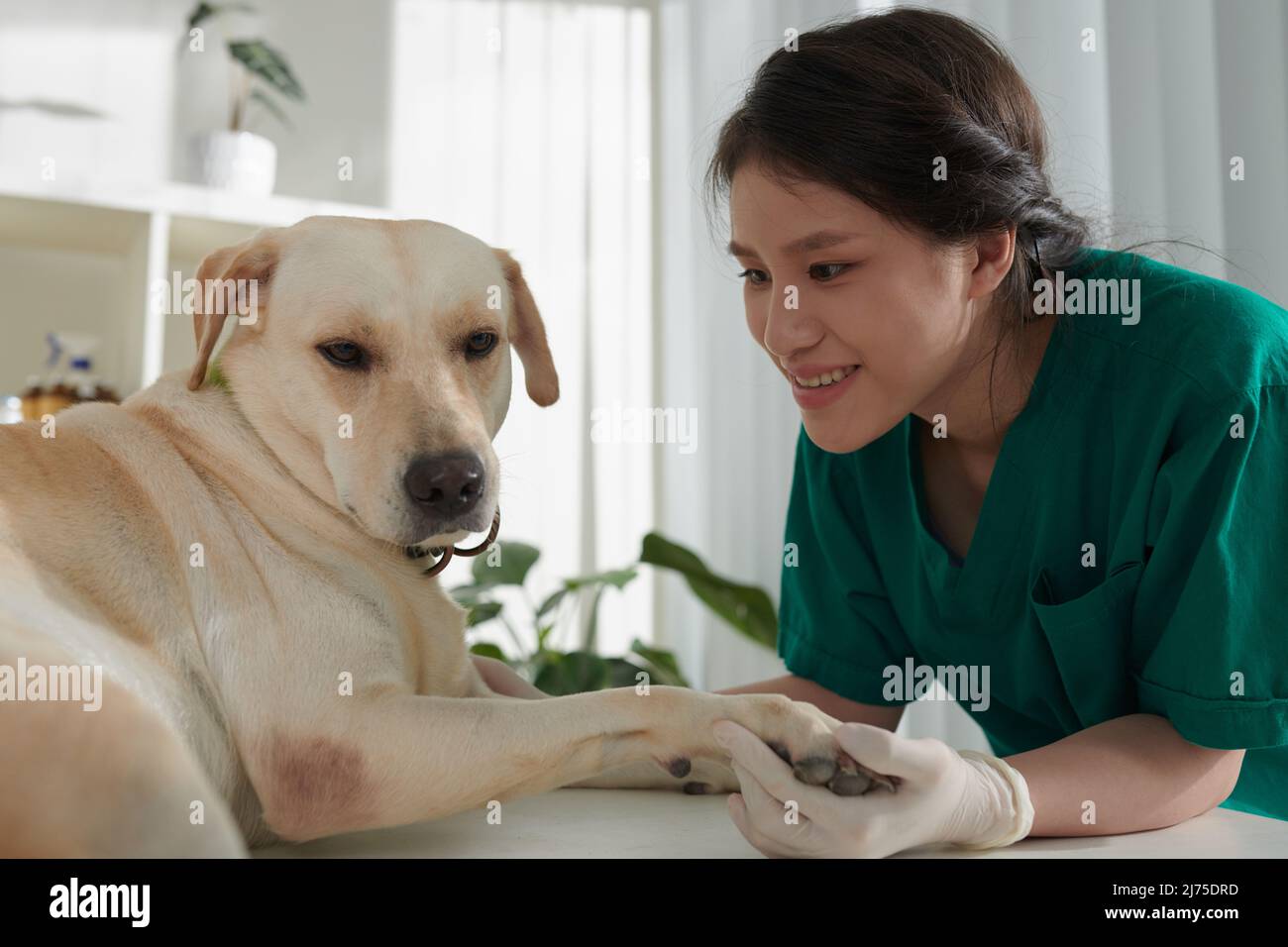 Smiling veterinary nurse playing with labrador retriever dog lying on ...