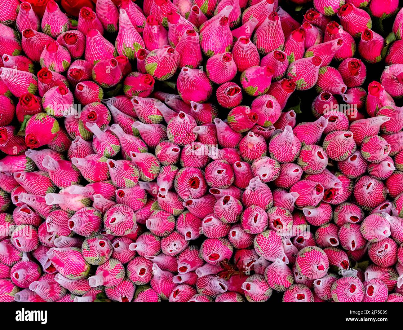 Bunch of red roses full frame hi-res stock photography and images - Alamy