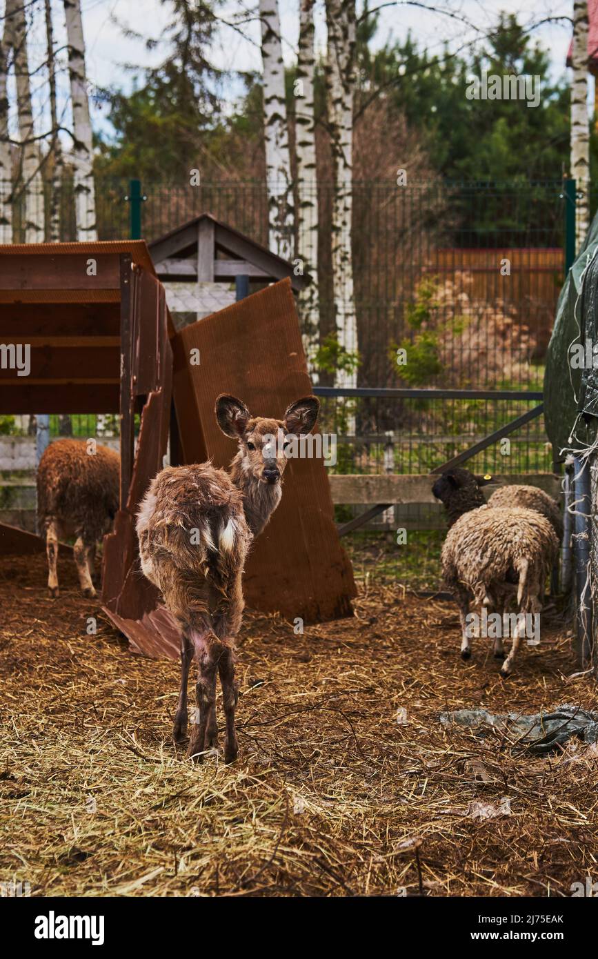Sheep fur patch hi-res stock photography and images - Alamy
