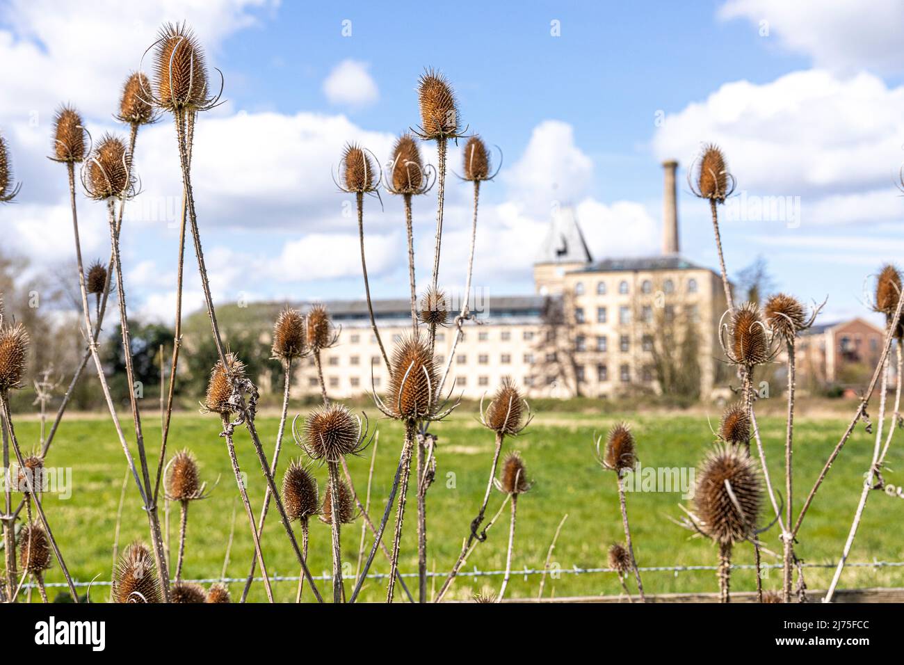 Teasels growing on Ebley Meadows in front of Ebley Mill, a 19th century ...