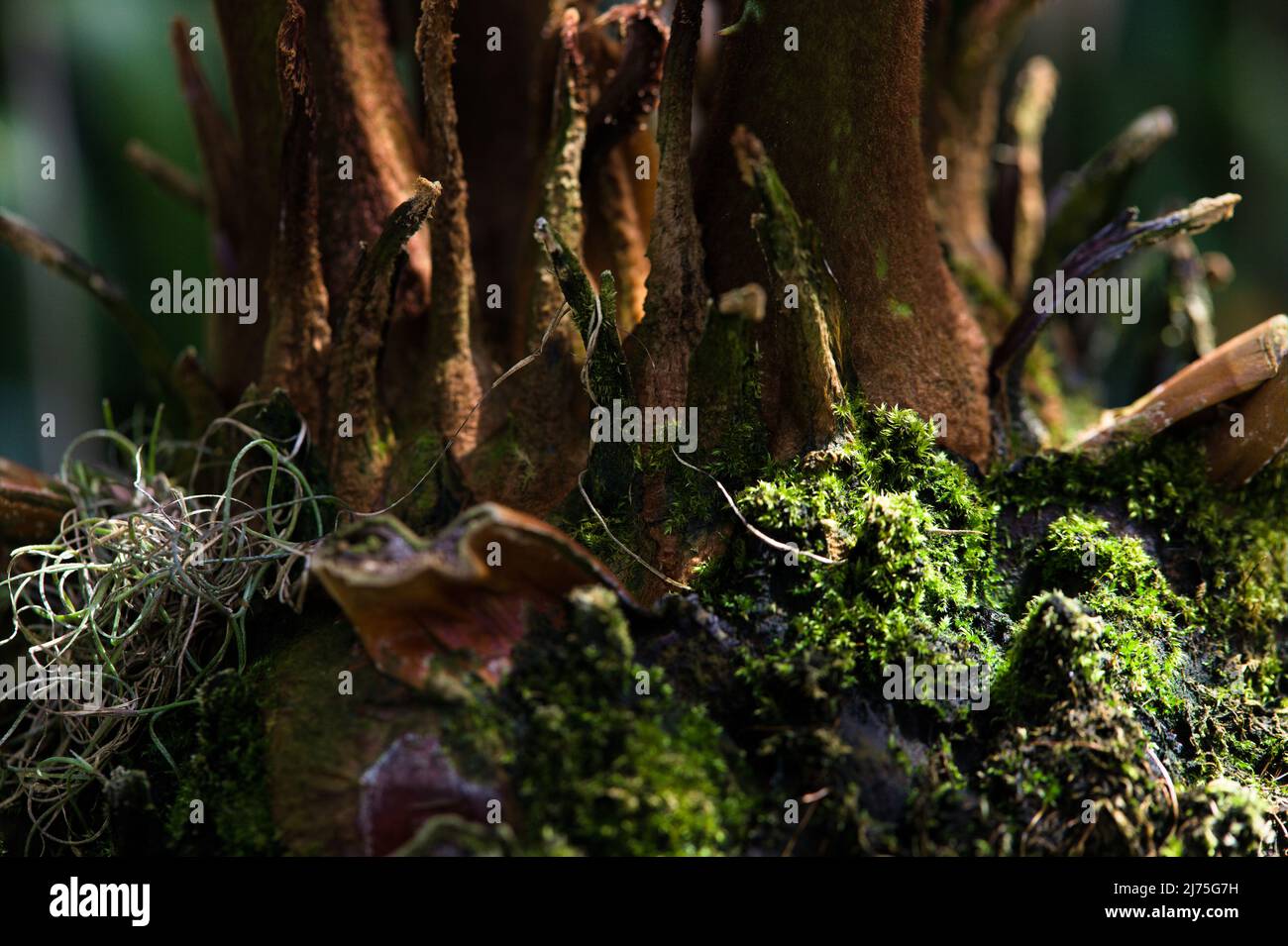 Cycas debaoensis hi-res stock photography and images - Alamy