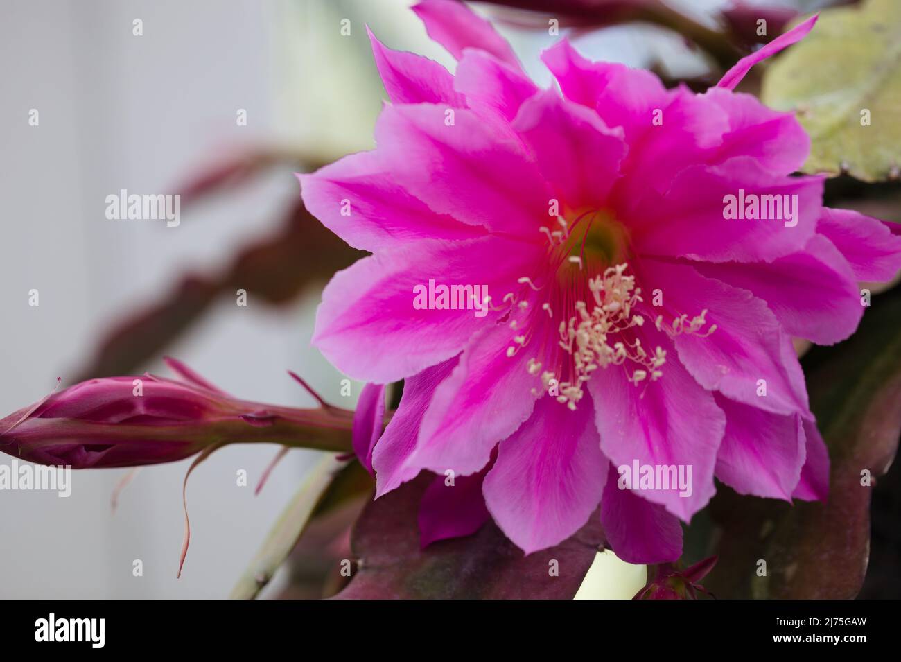 Close-up of pink-flowering cactus , Epiphyllum 'Space Rocket' Stock ...