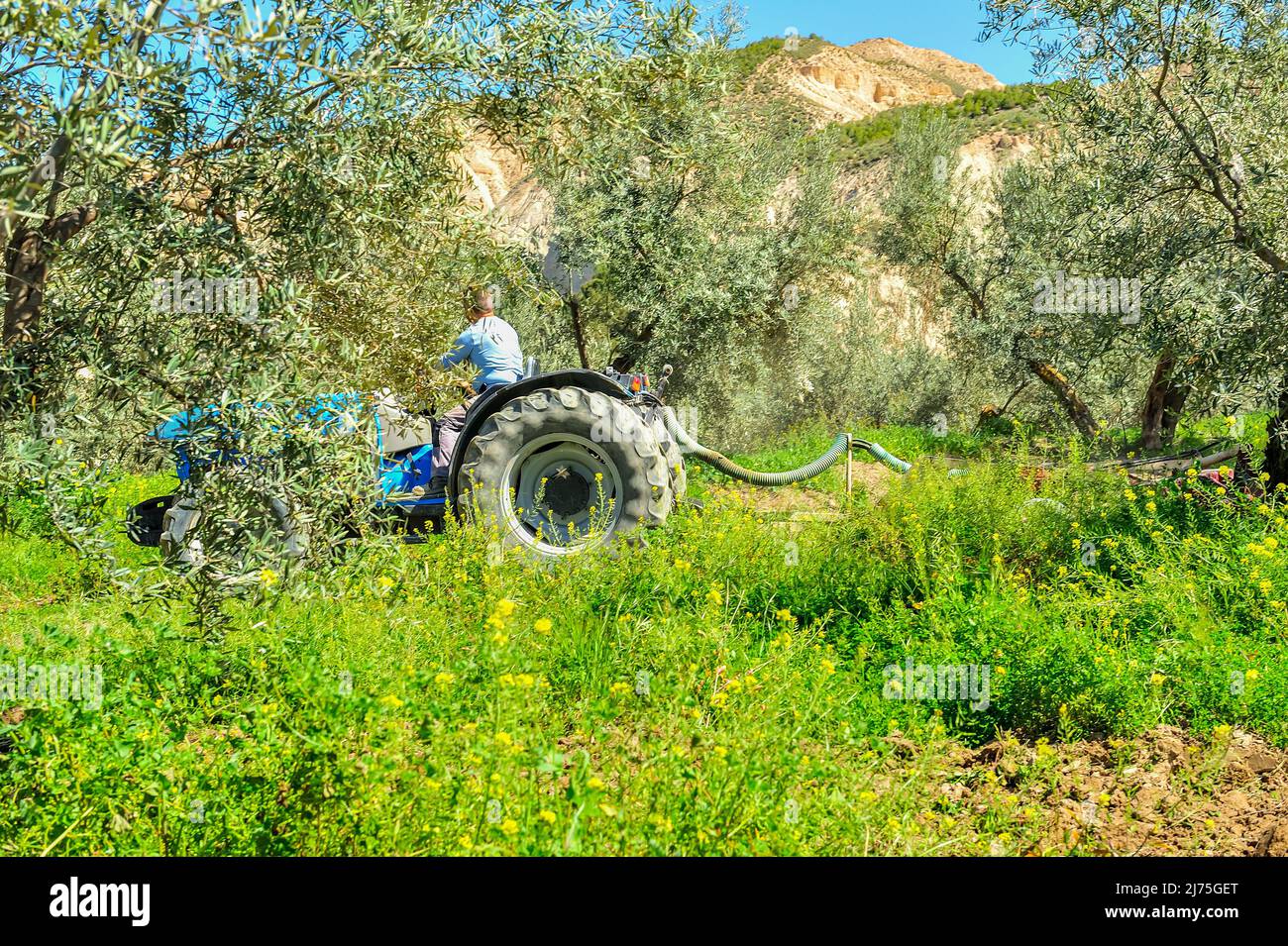Tractor performing tillage tasks in the olive grove - disc harrows ...
