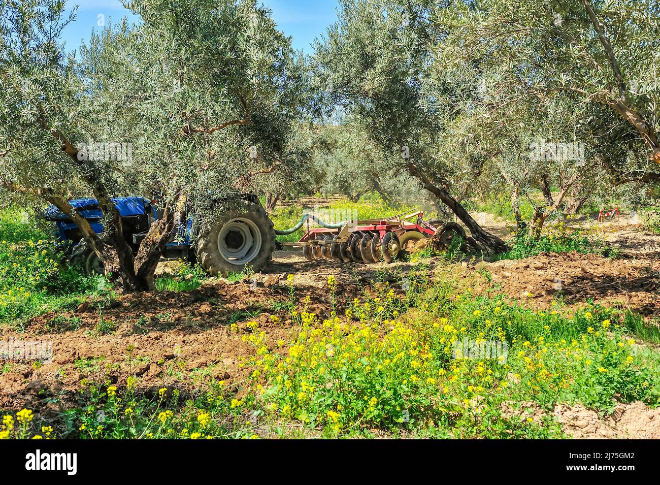 Tractor performing tillage tasks in the olive grove - disc harrows ...