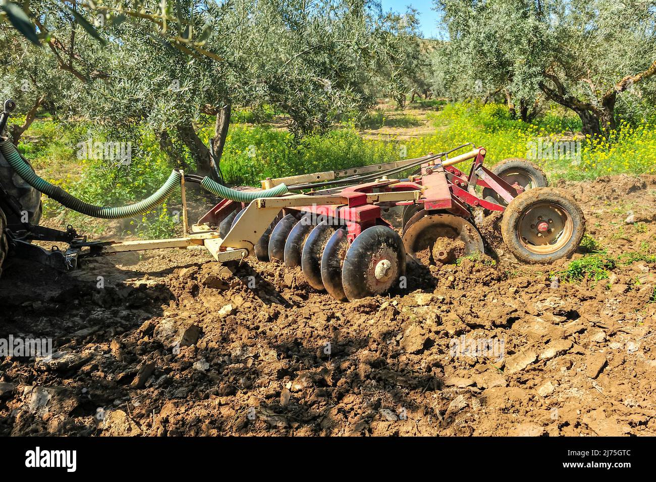 Tractor performing tillage tasks in the olive grove - disc harrows ...