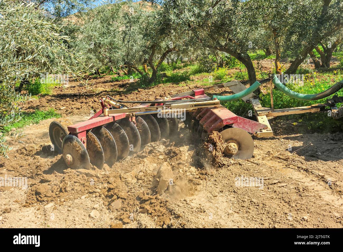 Tractor performing tillage tasks in the olive grove - disc harrows ...