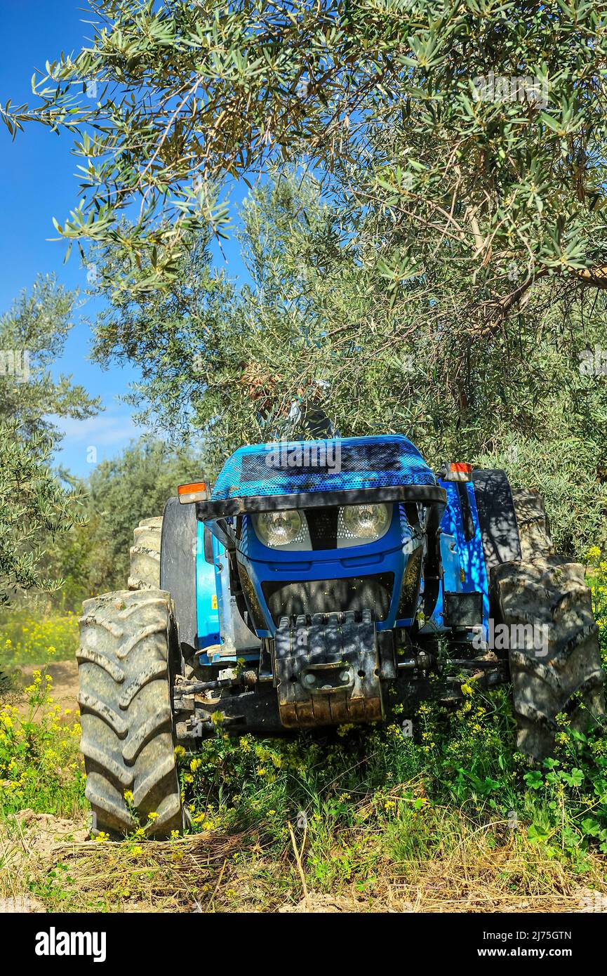 Tractor performing tillage tasks in the olive grove - disc harrows ...