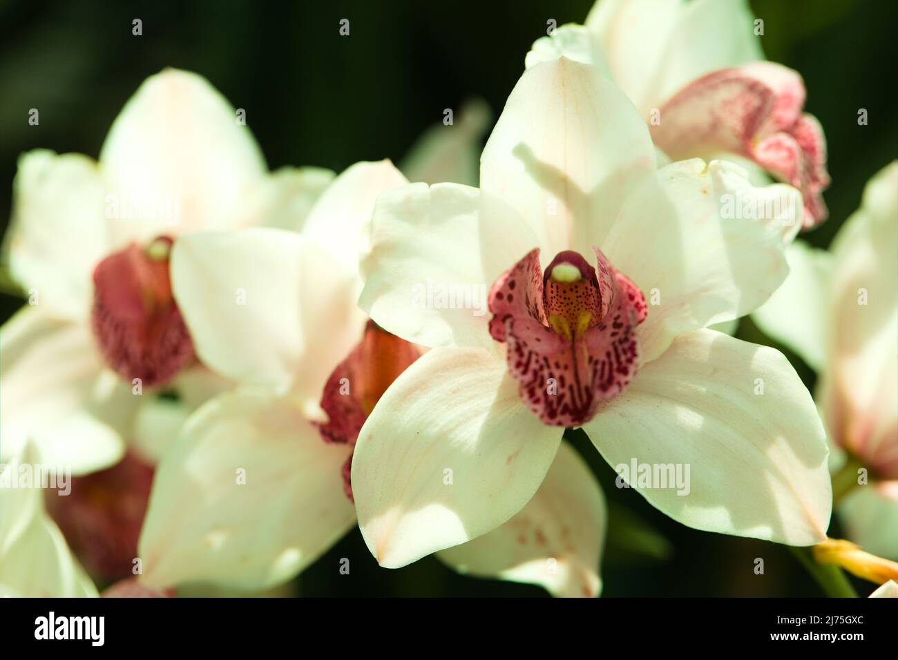 Cymbidium fancy free gx hi-res stock photography and images - Alamy