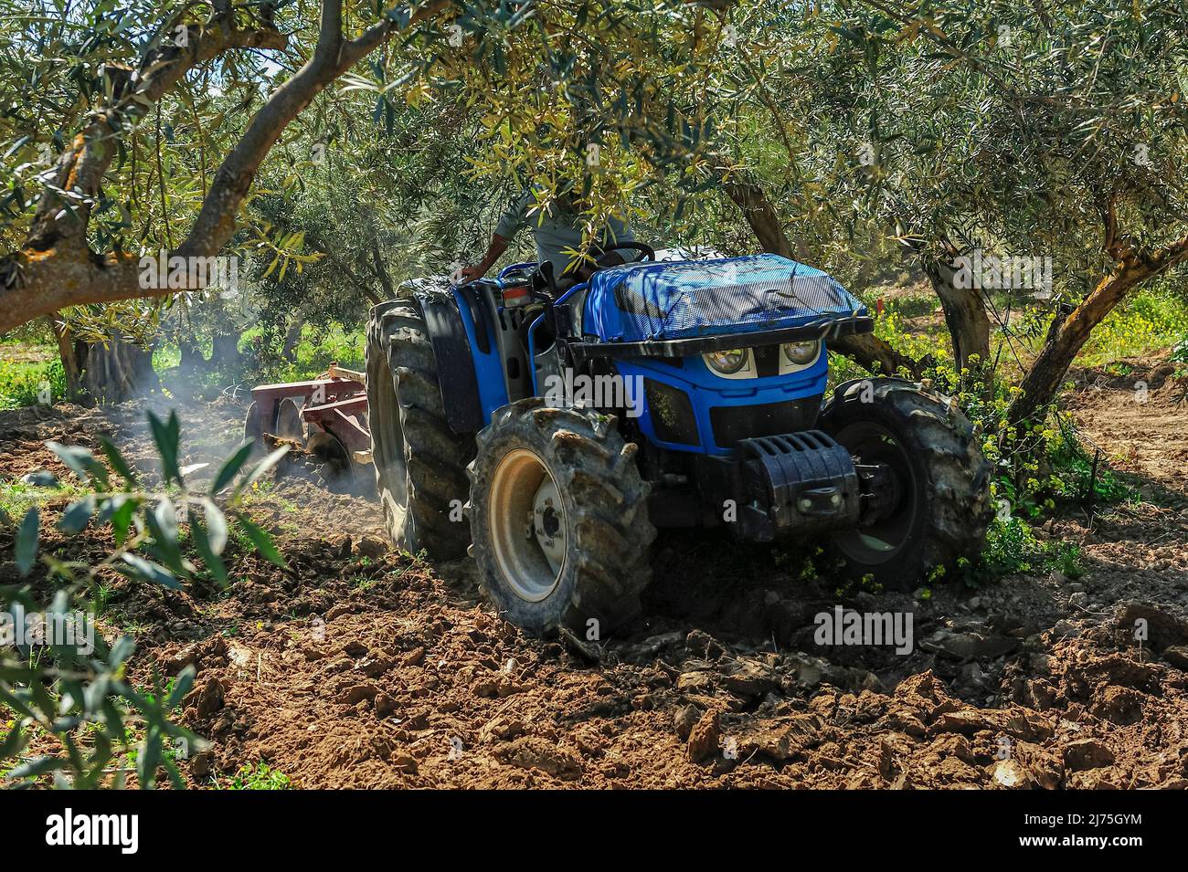 Tractor performing tillage tasks in the olive grove - disc harrows ...