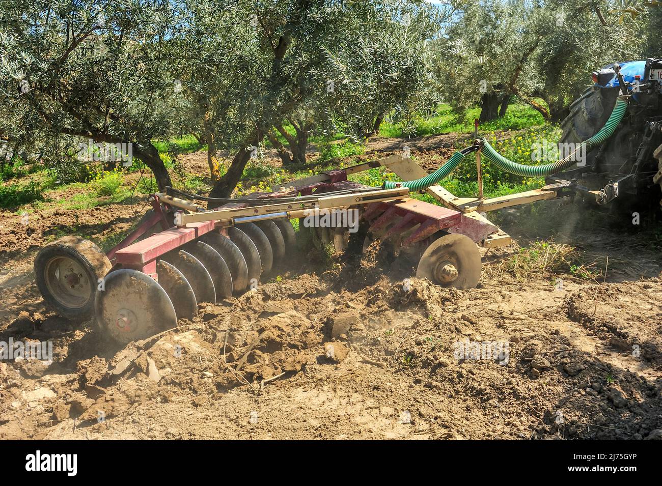Tractor performing tillage tasks in the olive grove - disc harrows ...