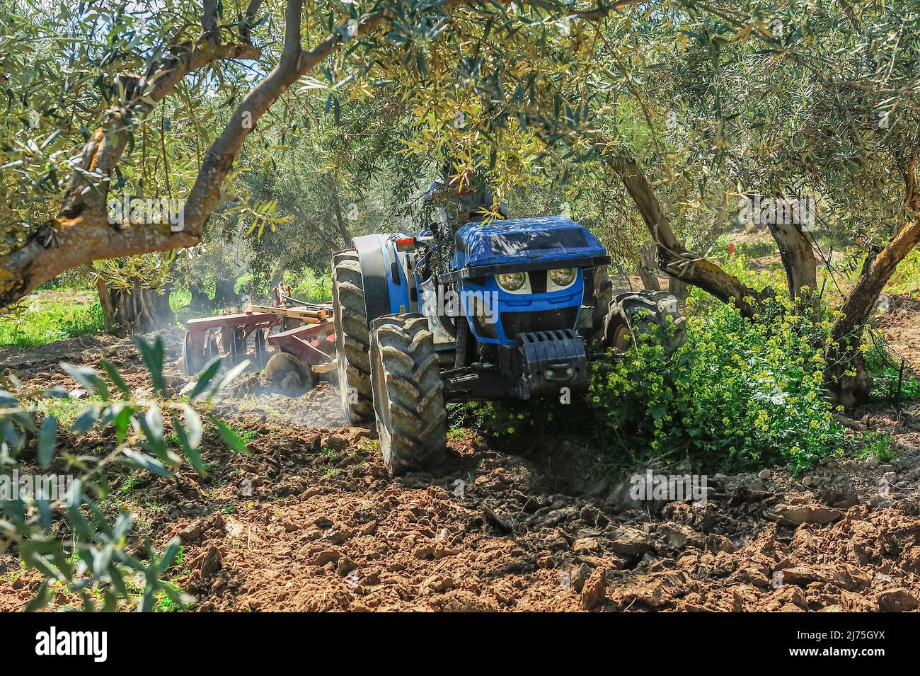 Tractor performing tillage tasks in the olive grove - disc harrows ...