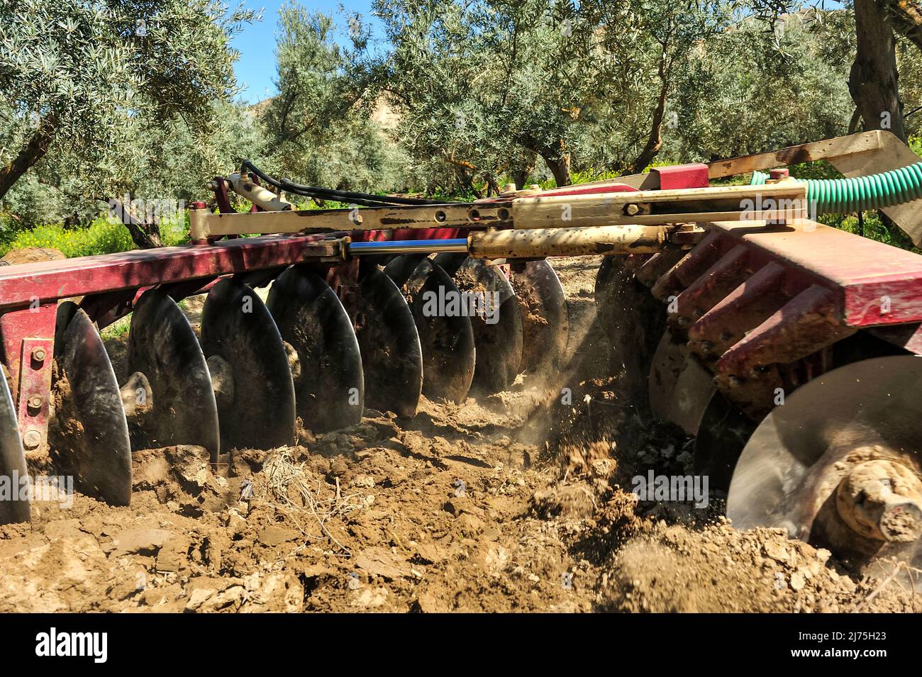 Tractor performing tillage tasks in the olive grove - disc harrows ...
