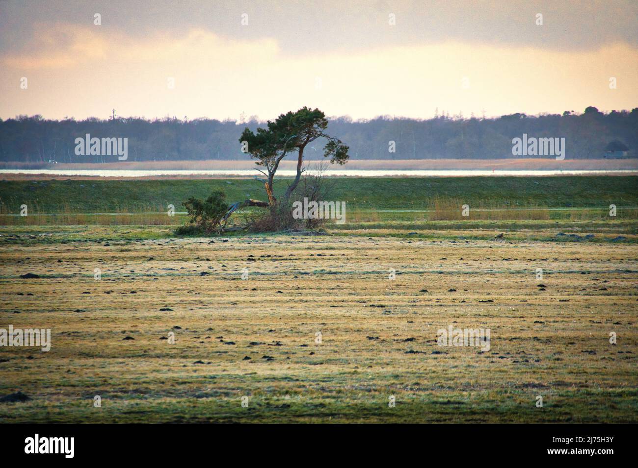 single tree on a meadow in front of the Bodden in Zingst. Landscape ...
