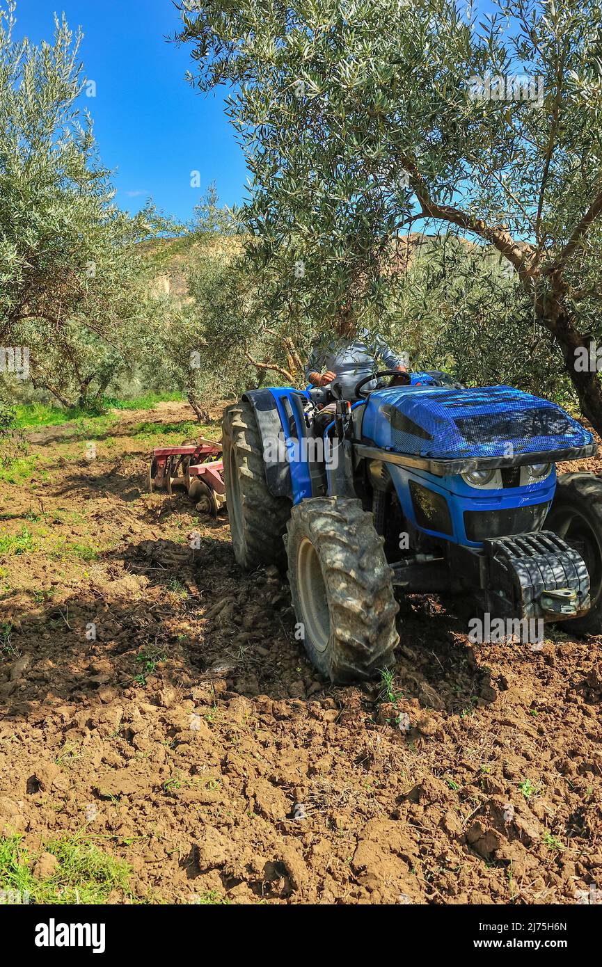 Tractor performing tillage tasks in the olive grove - disc harrows ...