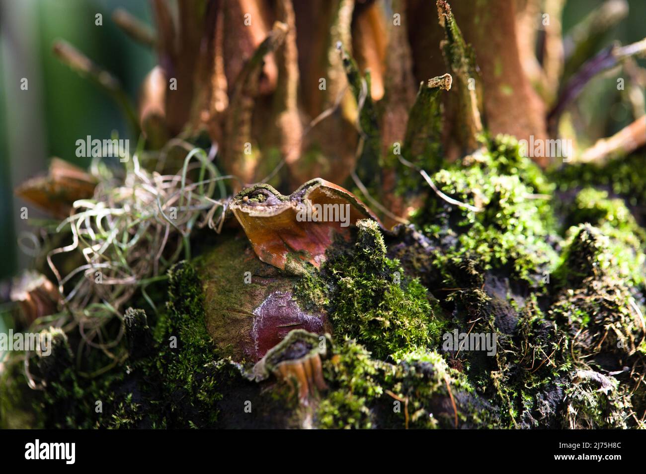 Cycas debaoensis hi-res stock photography and images - Alamy