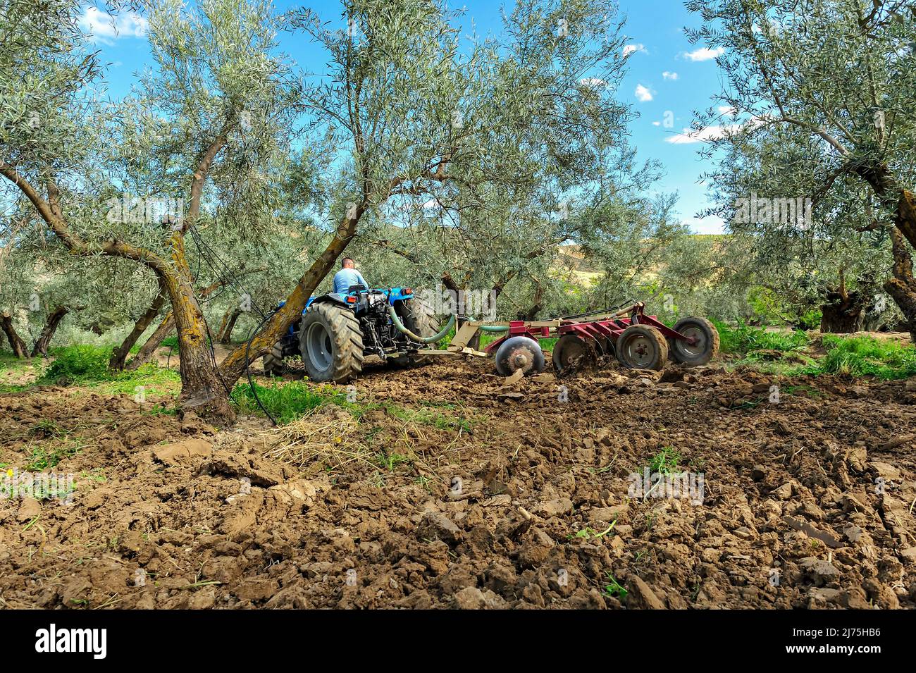 Tractor performing tillage tasks in the olive grove - disc harrows ...