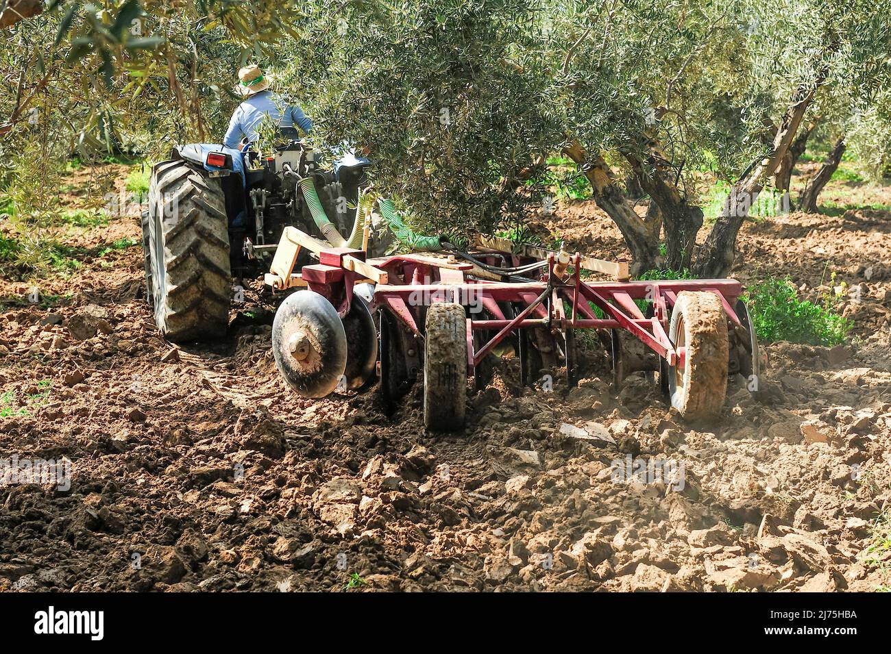 Tractor performing tillage tasks in the olive grove - disc harrows ...