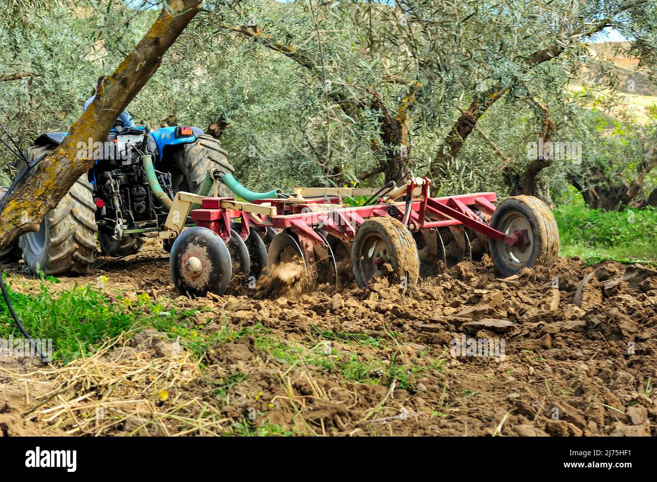 Tractor performing tillage tasks in the olive grove - disc harrows ...