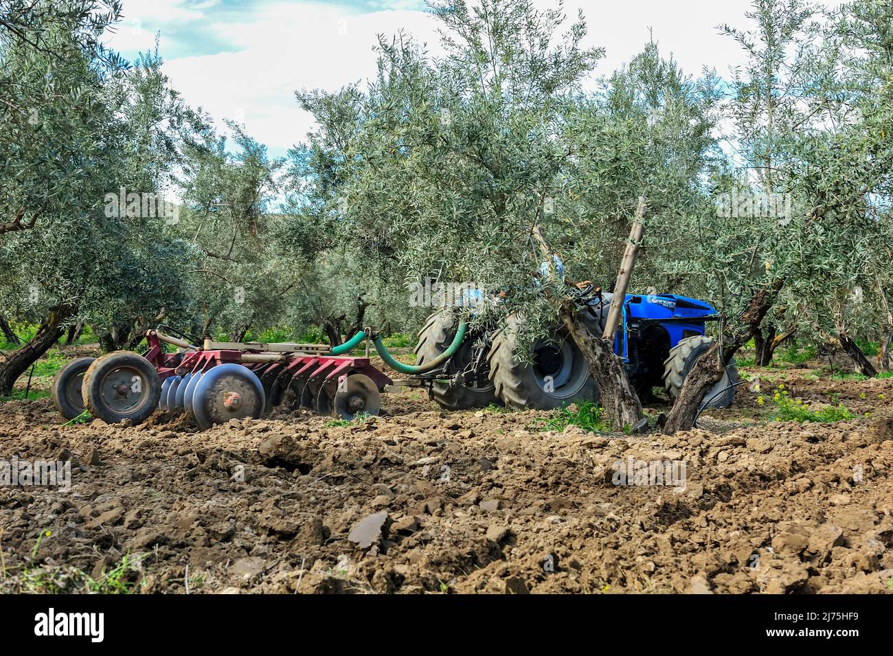 Tractor performing tillage tasks in the olive grove - disc harrows ...