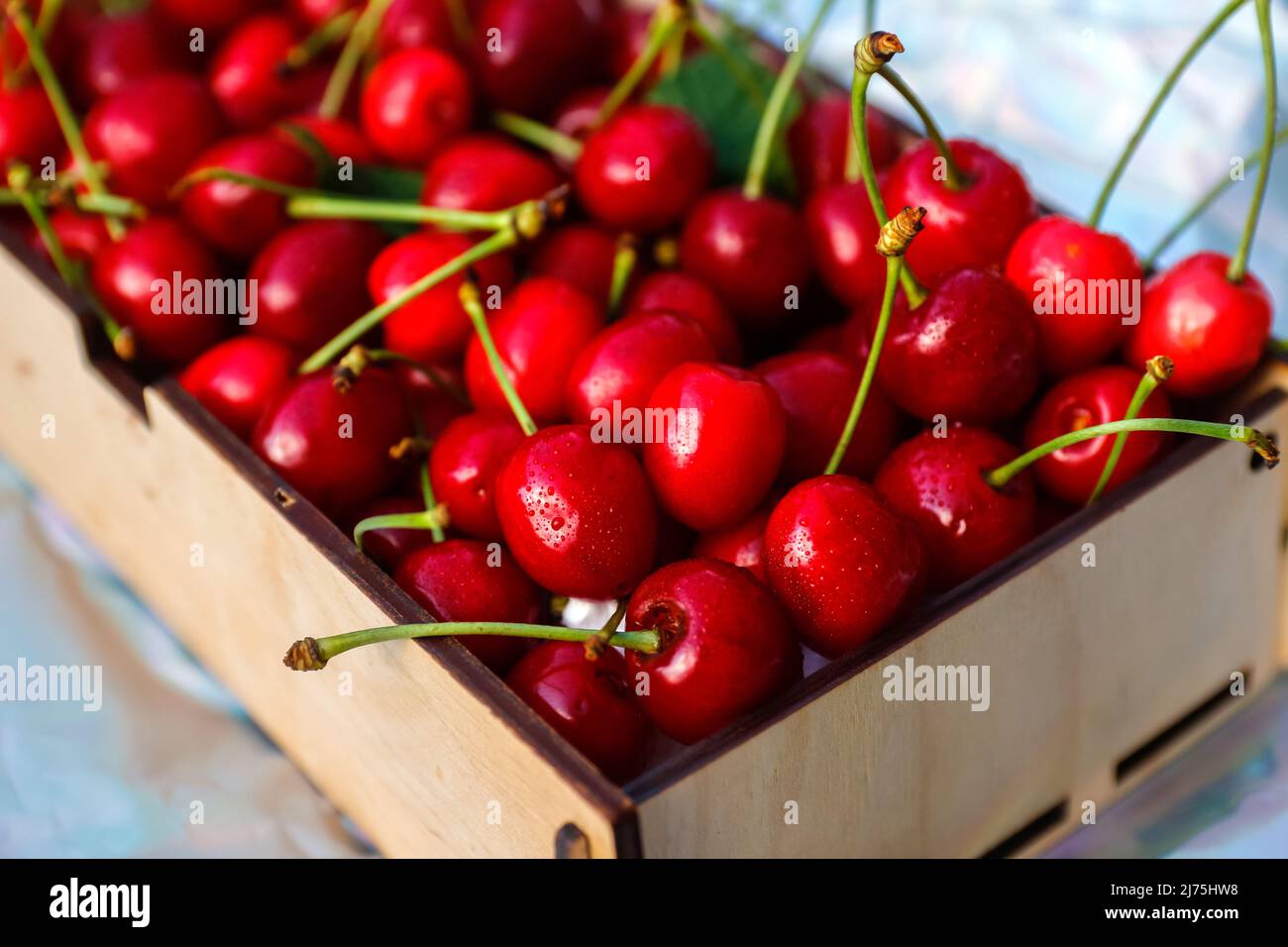 Defocus close-up cropped box, crape of dark red sweet cherries with ...
